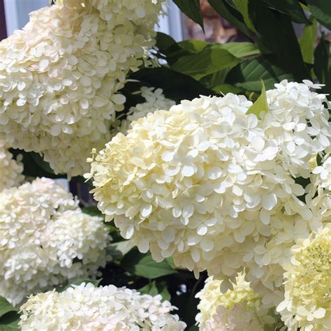 Phantom Hydrangea Plant Addicts