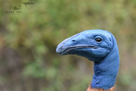 Moa Doll Portrait By Maxetm On Deviantart