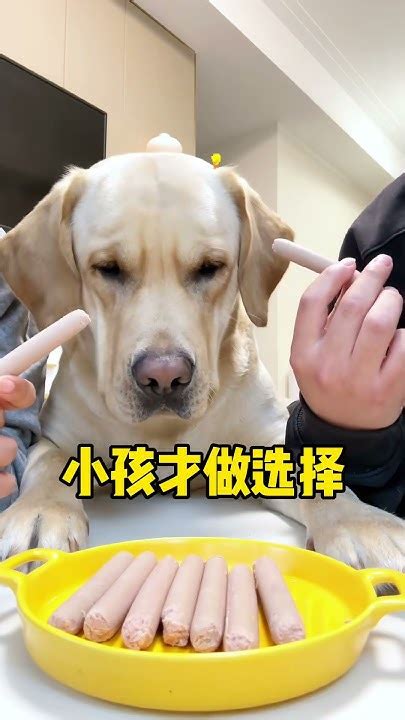【旺仔很忙🐶】这狗子的人情世故，玩的还挺溜 Youtube