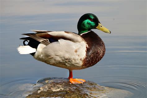 Interesting Facts About Ducks Most People Don T Know Flipboard