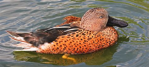 Definitive Guide To Common Eider Facts Habitat Conservation Status
