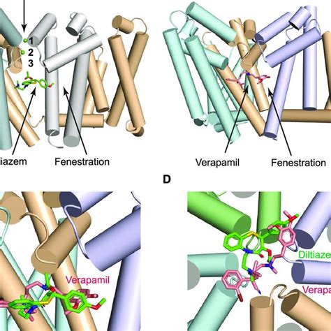 Structural Basis For Inhibition Of Ca V Ab By Amlodipine And Diltiazem Download Scientific