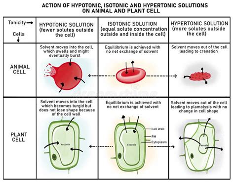 Osmoregulation Process Stock Illustrations 10 Osmoregulation Process