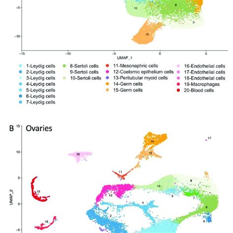 Umap Plots Of Cell Clusters In Human A Testes From Embryonic Stage To