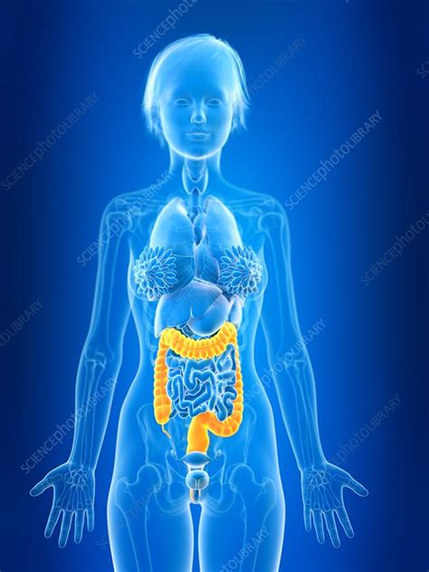 Illustration Of Female Colon Stock Image F023 3921 Science Photo Library