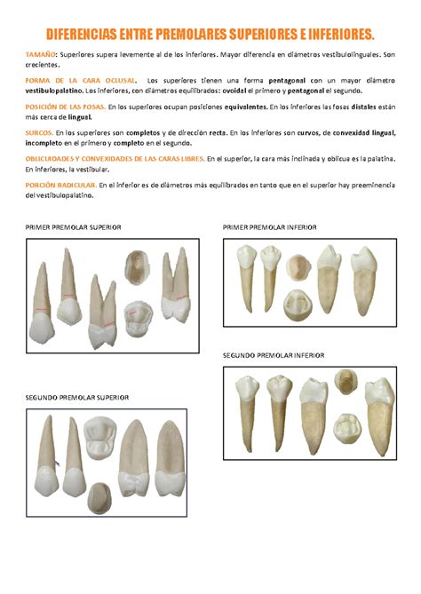 Molares Superiores E Inferirores Anatomia Dentaria Diferencias Entre