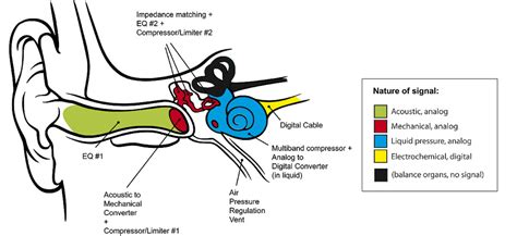 How The Ear Works