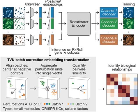 Figure From Masked Autoencoders For Microscopy Are Scalable Learners