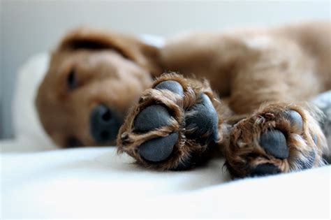 Natural Therapy For Hyperkeratosis In Dogs Dogexpress