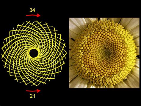 Fibonacci sequences in nature: daisy disk flowers | Golden ratio in nature, Patterns in nature ...