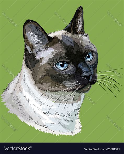 Colorful Thai Cat Royalty Free Vector Image Vectorstock