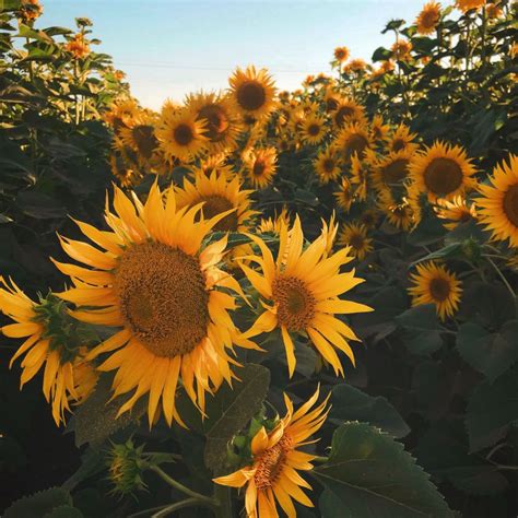 Research Seedforward