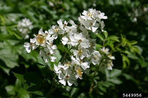 Multiflora Rose Rosa Multiflora Thunb
