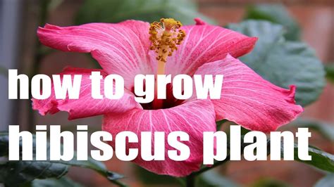 Boosting Indoor Hibiscus Flowering Proven Methods For Success Youtube