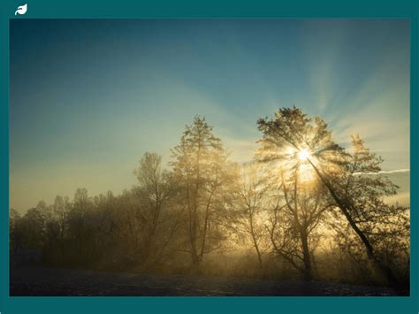 Arborsafe Tree Services Supports Safer More Sustainable Tree Care
