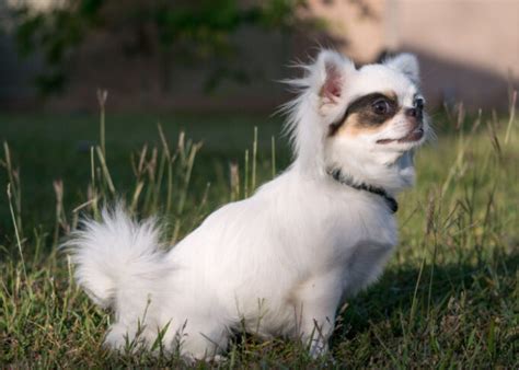 7 Types Of Chihuahua Breed Variations And Characteristics