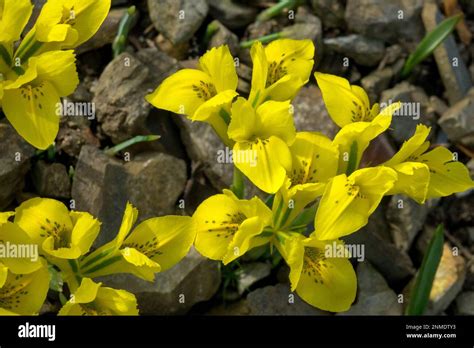 Beautiful Irises Flags Iris Dwarf Early Spring Winter Perennial