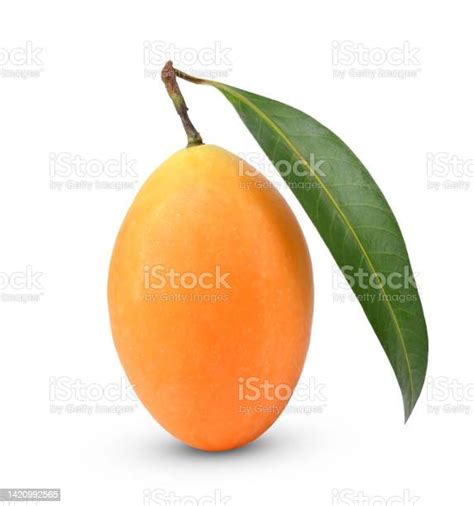달콤한 마리안 매실 열대 과일 Mayongchid 흰색 배경에 잎이있는 Maprang 0명에 대한 스톡 사진 및 기타 이미지