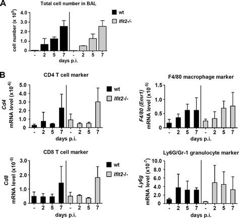 Similar Infiltration By Immune Cells In Wt And Ifit2 Lungs After Sev Download Scientific