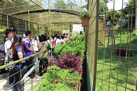 Bukit Merah Orang Utan Island Foundation Tour In Perak Klook Malaysia