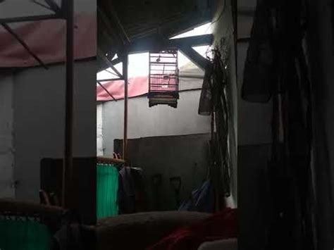 Ciblek PAUD Belajar Bunyi It Works