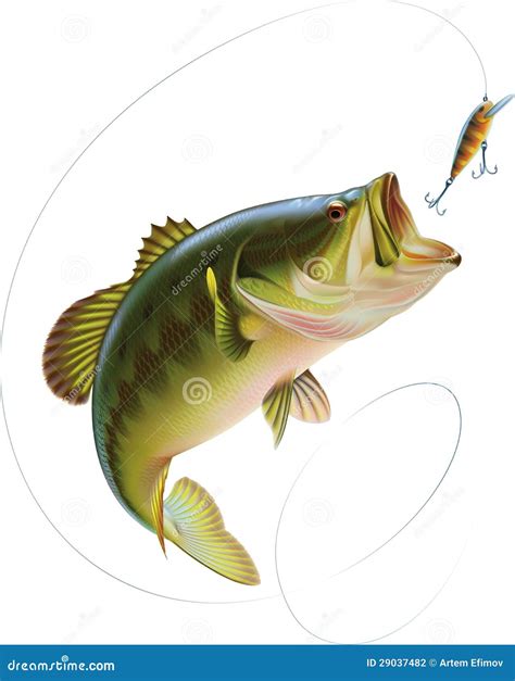 Largemouth Bass Vector Illustration 29037482