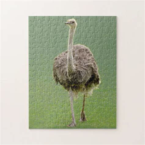 Ostrich Jigsaw Puzzle Zazzle