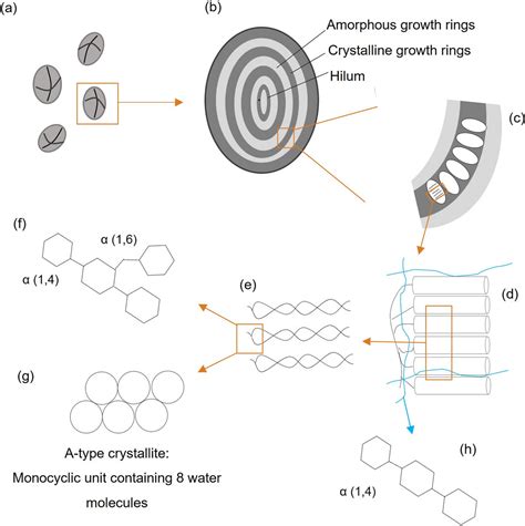 Wheat Starch Structurefunction Relationship In Breadmaking A Review Rooyen 2023