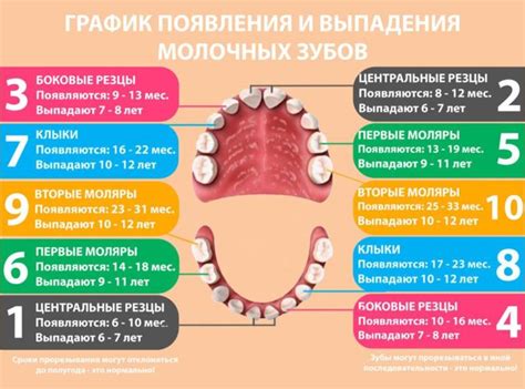 Молочные зубы у детей: схема выпадения и замены на постоянные, возраст