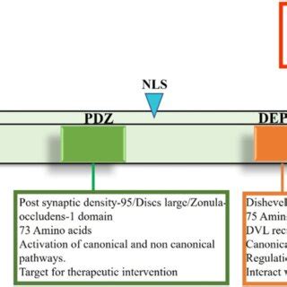 Overview of role of DVL in the nucleus: (A) In the nucleus DVL ...