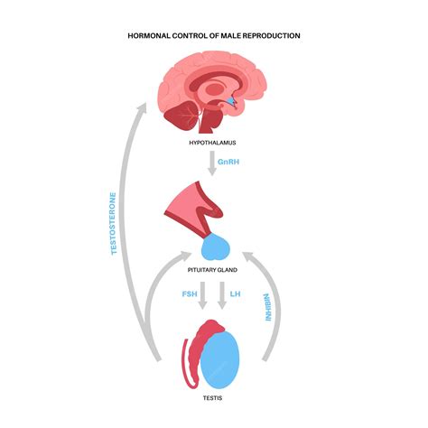 Testes Gland