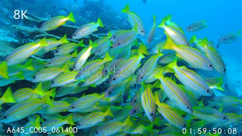 4k Fish Snapper School Of Yellow And Blue Snapper 8k On Vimeo