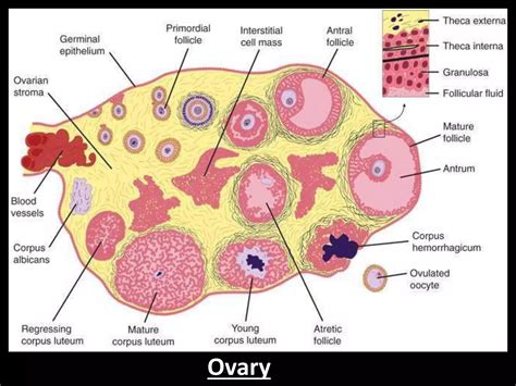 Female Sex Hormones Pptpptx Reproductive Health Diseases And