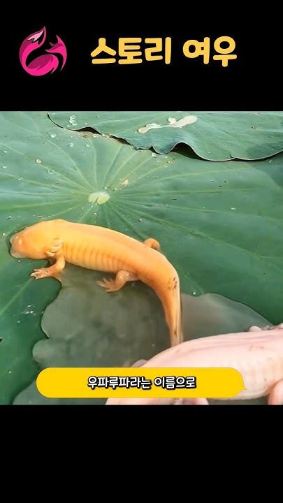 우파루파의 숨겨진 진짜 이름 Youtube