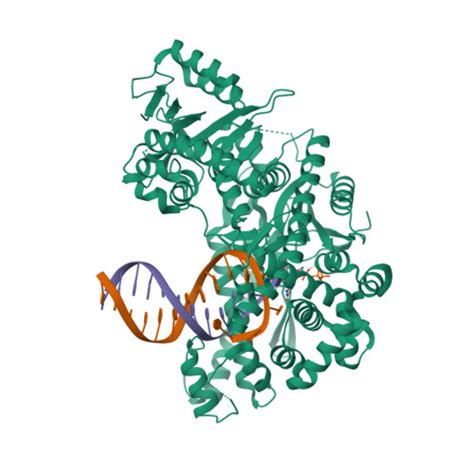 Rcsb Pdb 7zus Crystal Structure Of Ternary Complex Of Pol Theta