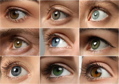 Genetic Traits Eye Color