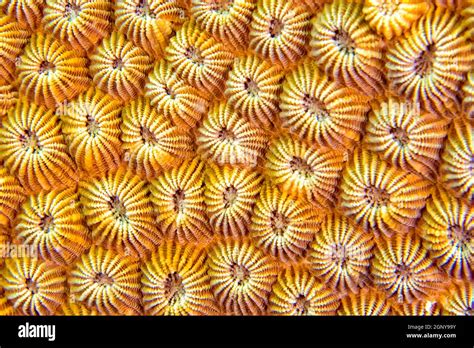 Boulder Coral Reef Building Coral Stony Coral Branching Coral