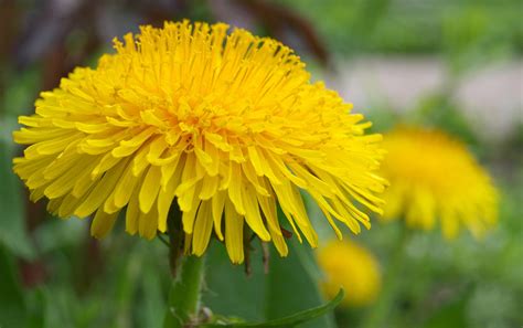 Why Do I Have Yellow Flowers In My Lawn Purelawn Cincinnati And Dayton Organic Lawn Care Service