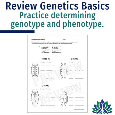 Genotype And Phenotype Practice Worksheet Exercises Genetics