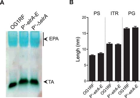 effect of elra expression on e faecalis envelope a cell wall