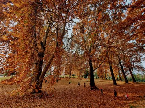 Chinar Tree Amoghavarsha Ias Academy