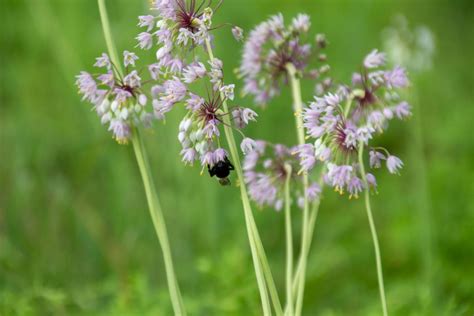 Adkins Mystery Monday What Plant Is Growing Around Our Wetland