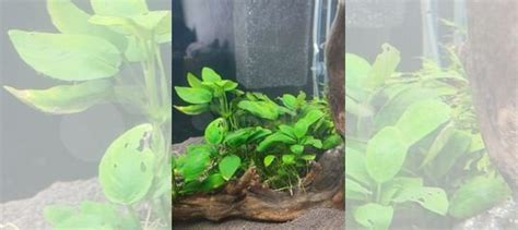 Аквариумные растения купить в Новосибирске | Животные и зоотовары | Авито