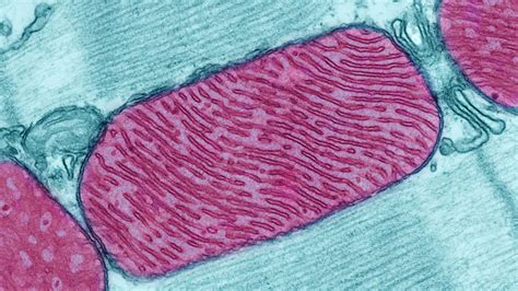 Mitochondria Microscope