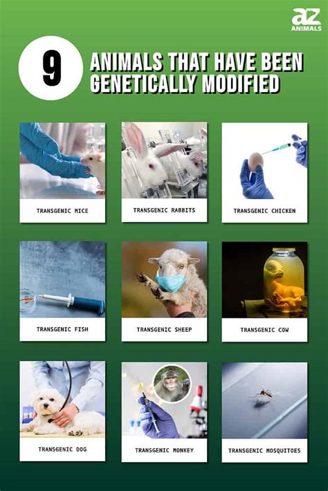 Transgenic Animals 9 Animals That Have Been Genetically Modified A Z