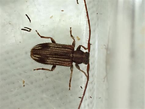 アトモンマルケシカミキリ