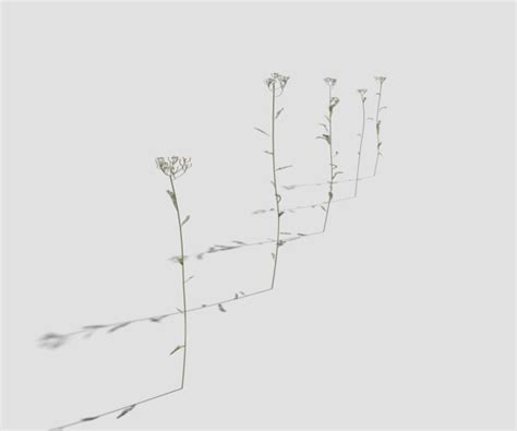 Artstation Milfoil Pack Resources