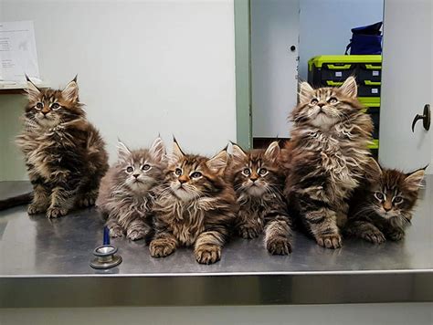 25 Adorable Maine Coon Kittens That Will Grow Into Giant Floofs Catlov