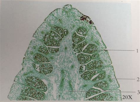 Diagram Of Longitudinal Section Of Equisetum Strobilus Quizlet