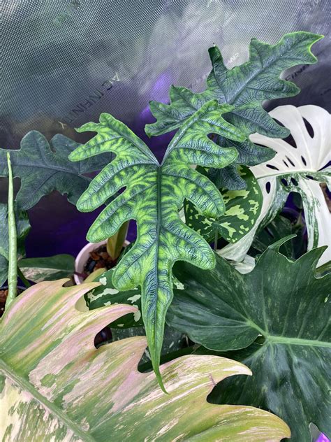 106 Best Jacklyn Images On Pholder Alocasia Blue Origin And Makeup